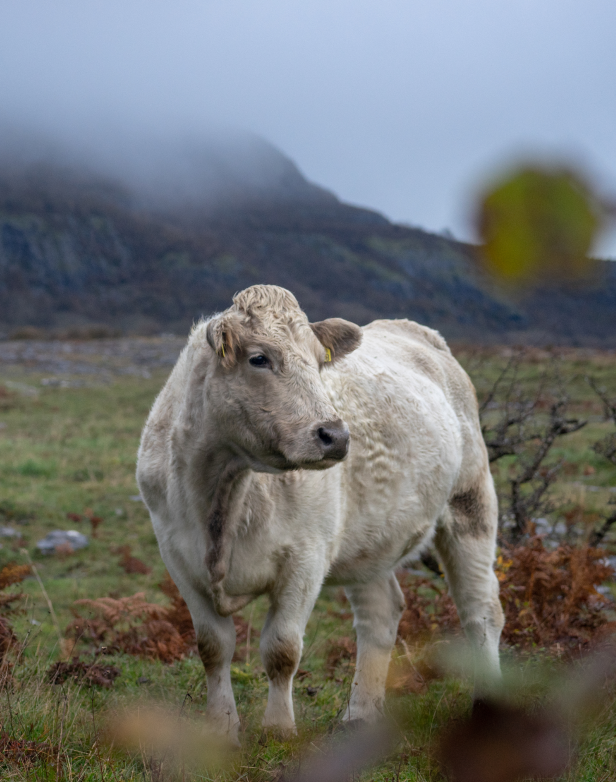 Nature & Conservation - Burren National Park - National Parks of Ireland