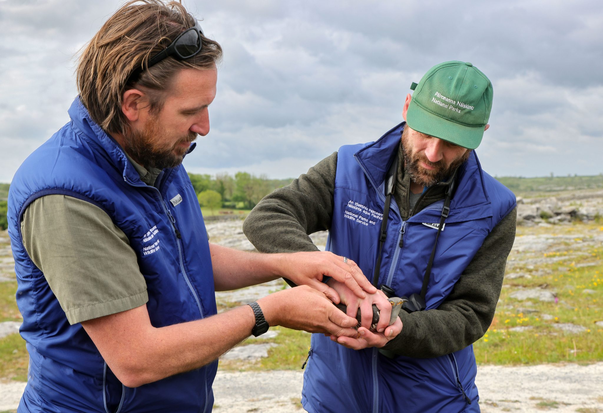 The Search for the Elusive Cuckoo - National Parks of Ireland