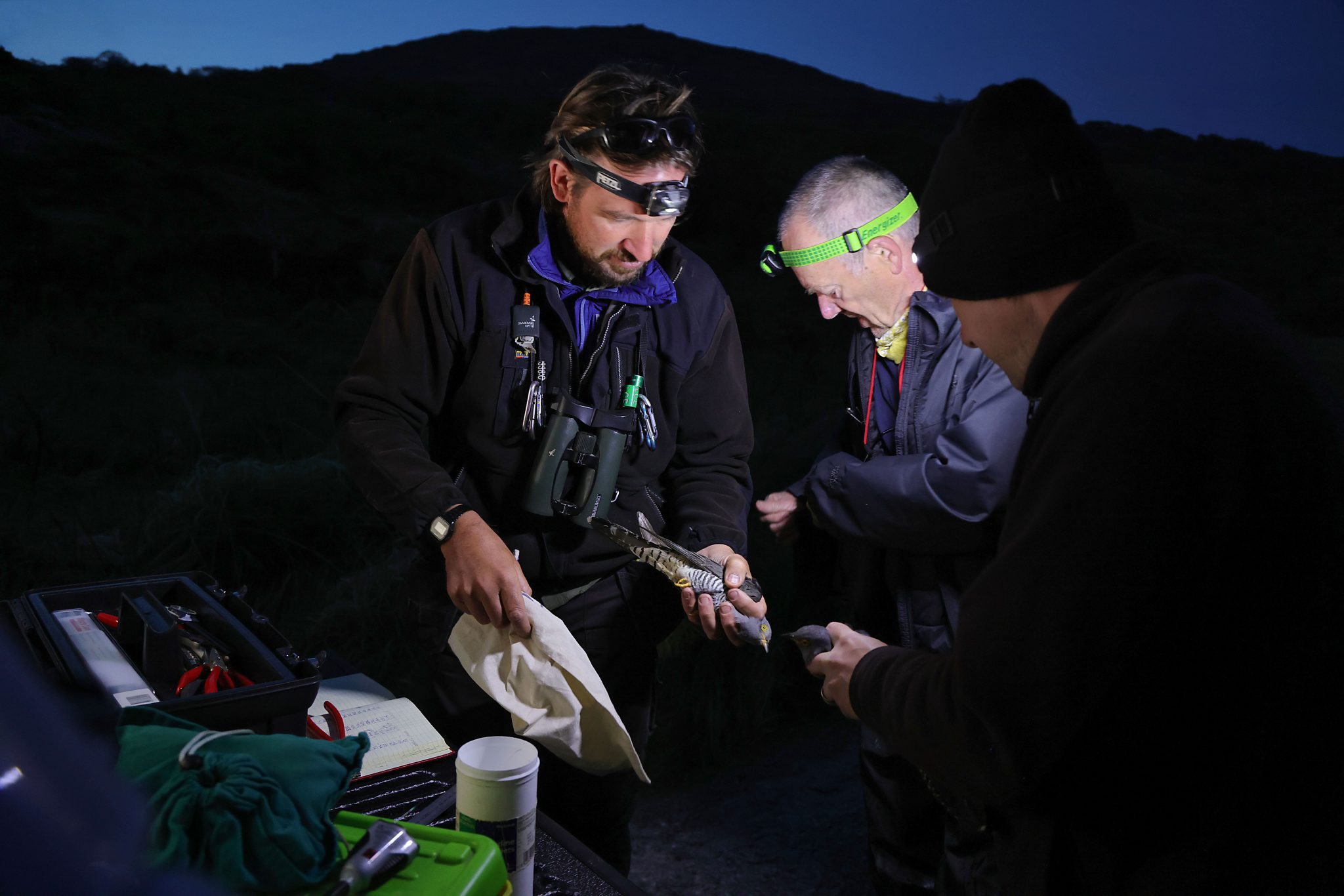 The Search for the Elusive Cuckoo - National Parks of Ireland