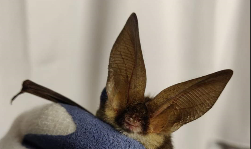 Fun with Bat Conservation Ireland - National Parks of Ireland